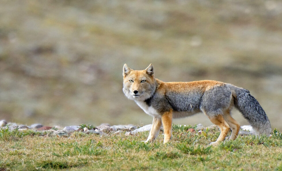 Wild Animals in Tibet - Tibet Universal Travel